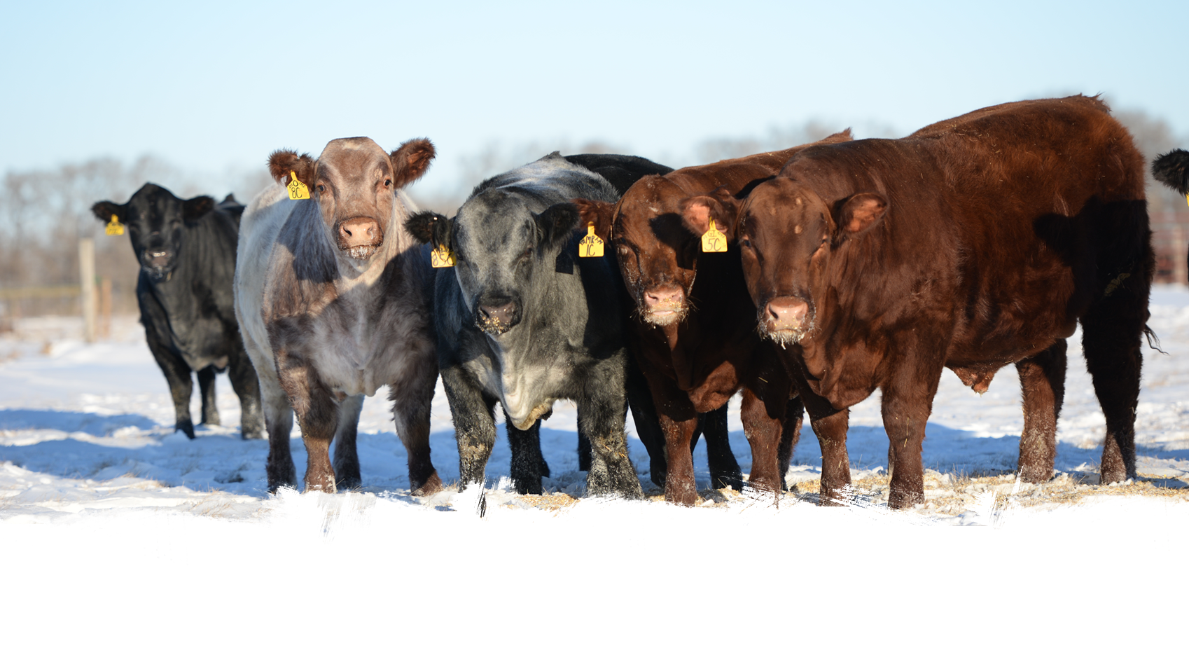 Home - Jungels Shorthorn Farm - Shorthorn Cattle in ND