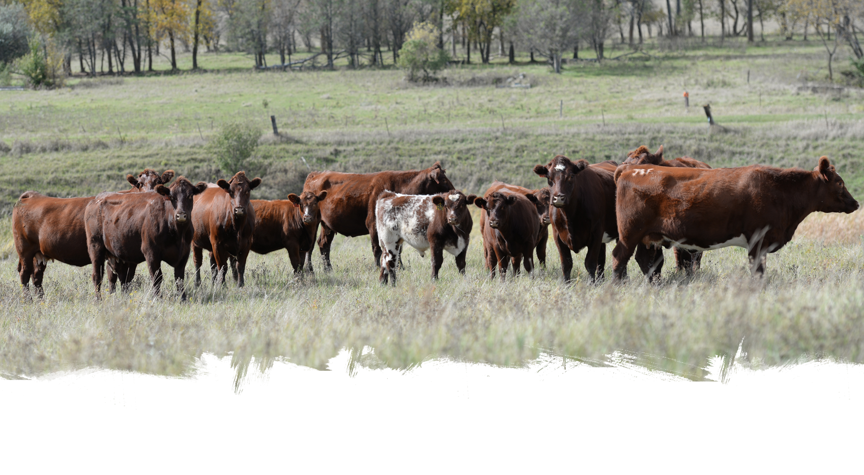 Home - Jungels Shorthorn Farm - Shorthorn Cattle in ND